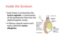 ANATOMY & PHYSIOLOGY OF MALE REPRODUCTIVE ORGANS.pptx