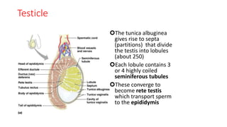 ANATOMY & PHYSIOLOGY OF MALE REPRODUCTIVE ORGANS.pptx