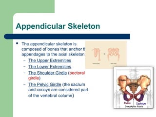 Anatomy & Physiology of MSK (Basics).ppt
