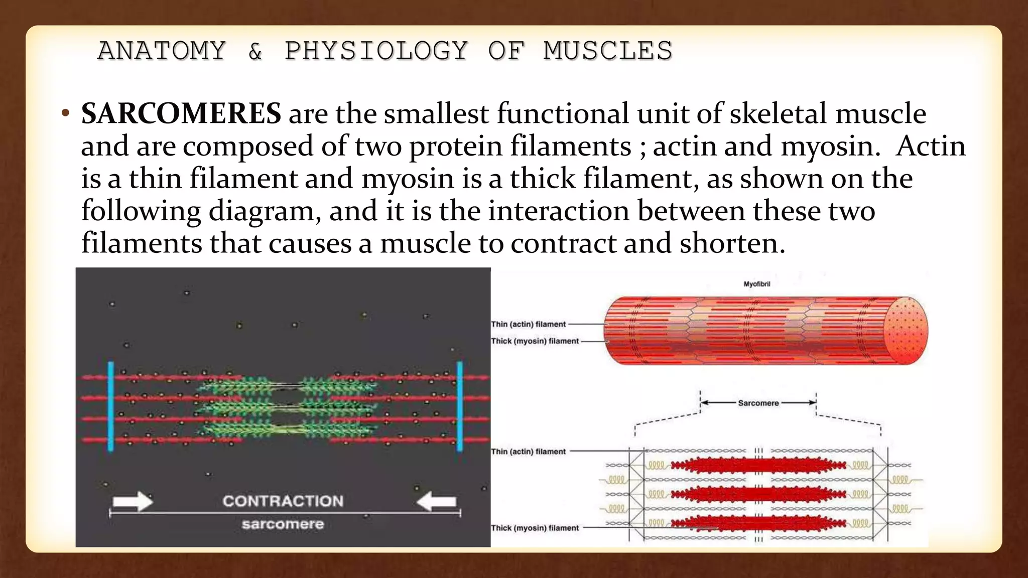ANATOMY & PHYSIOLOGY OF NERVE, MUSCLE AND NMJ | PPTX