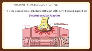 ANATOMY & PHYSIOLOGY OF NERVE, MUSCLE AND NMJ | PPTX
