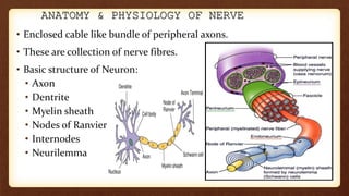 ANATOMY & PHYSIOLOGY OF NERVE, MUSCLE AND NMJ | PPTX