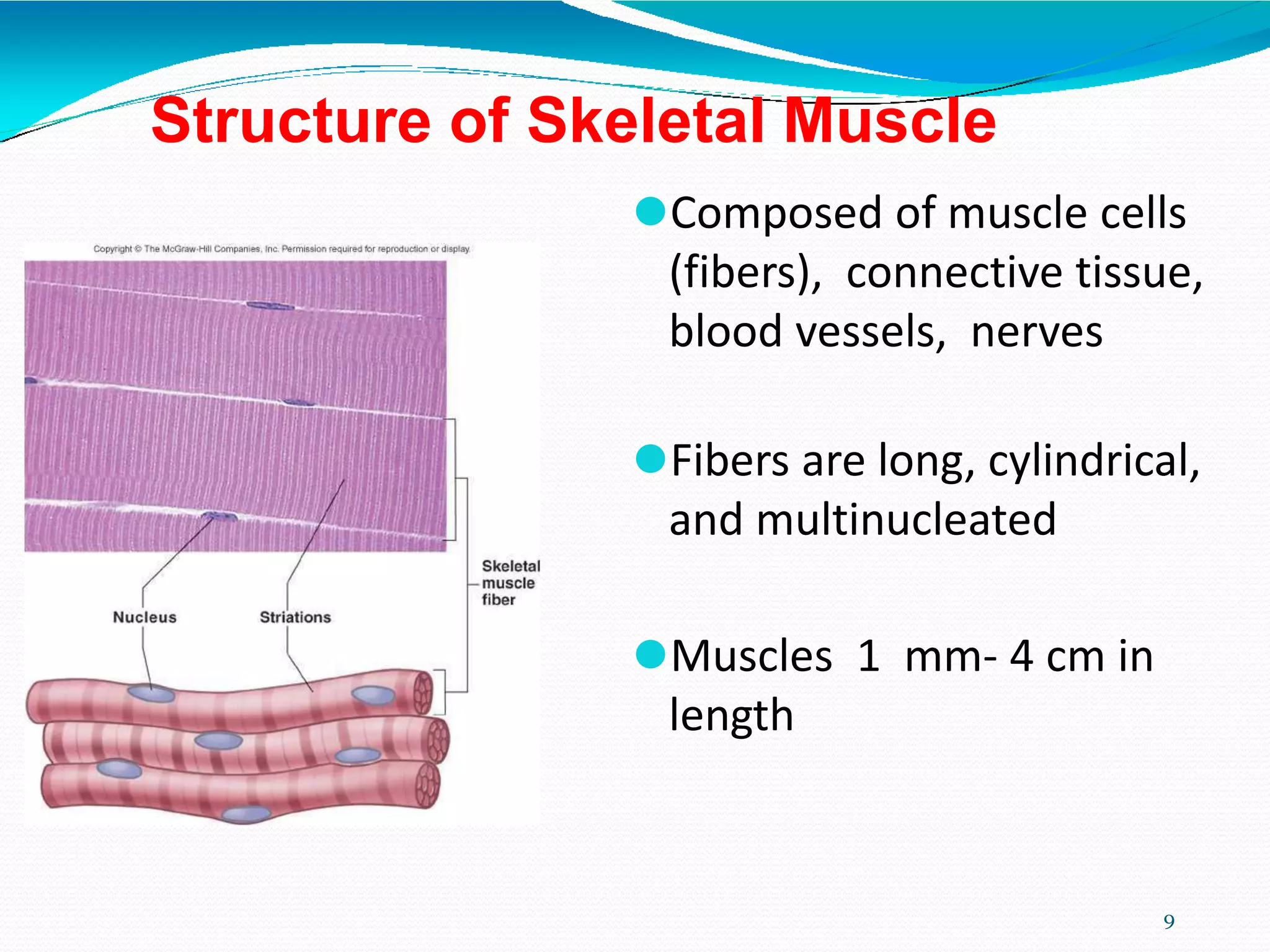 ANATOMY & PHYSIOLOGY OF MUSCULAR SYSTEM.ppt