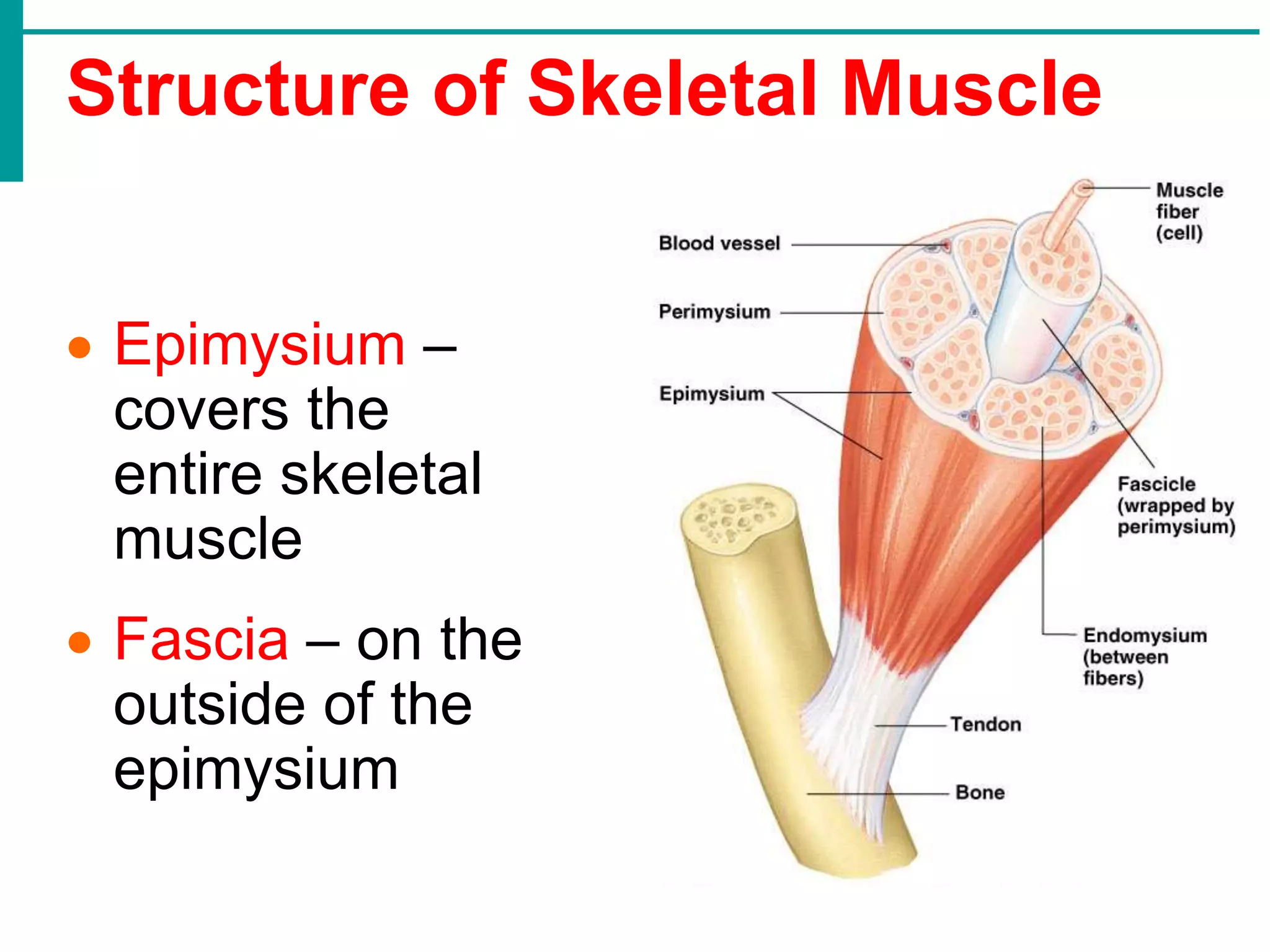 ANATOMY & PHYSIOLOGY OF MUSCULAR SYSTEM.ppt
