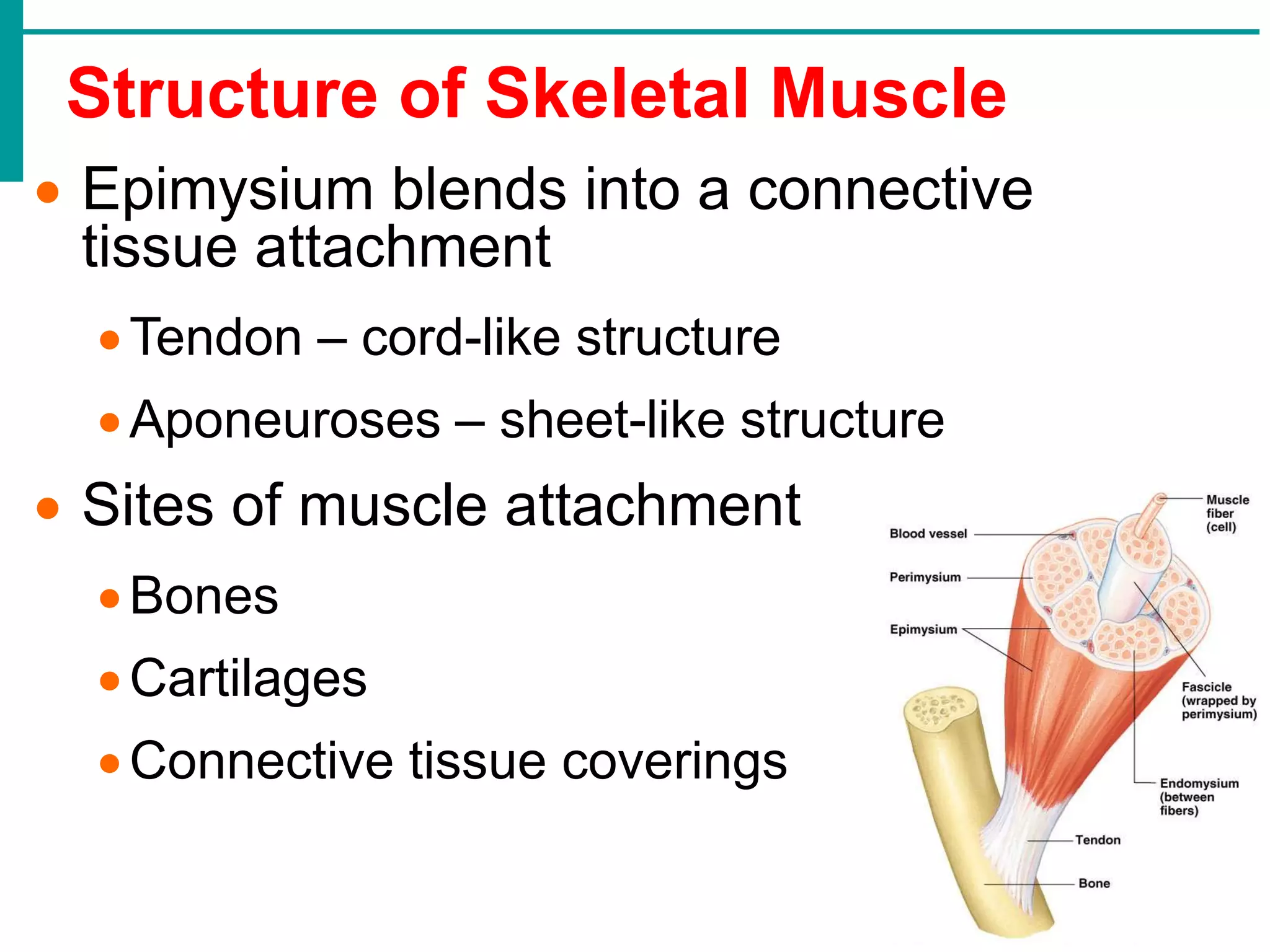 ANATOMY & PHYSIOLOGY OF MUSCULAR SYSTEM.ppt