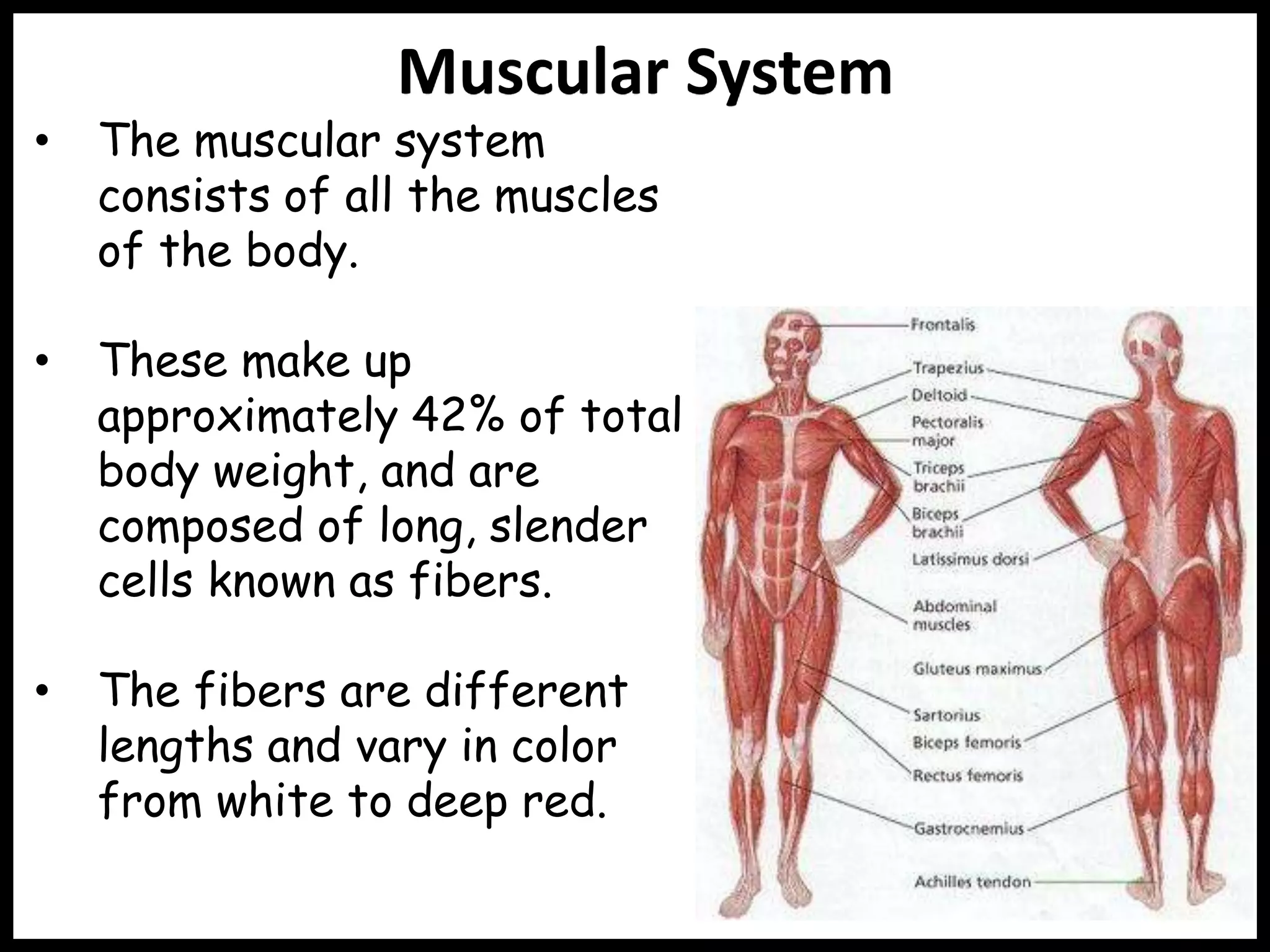 ANATOMY & PHYSIOLOGY OF MUSCULAR SYSTEM.ppt