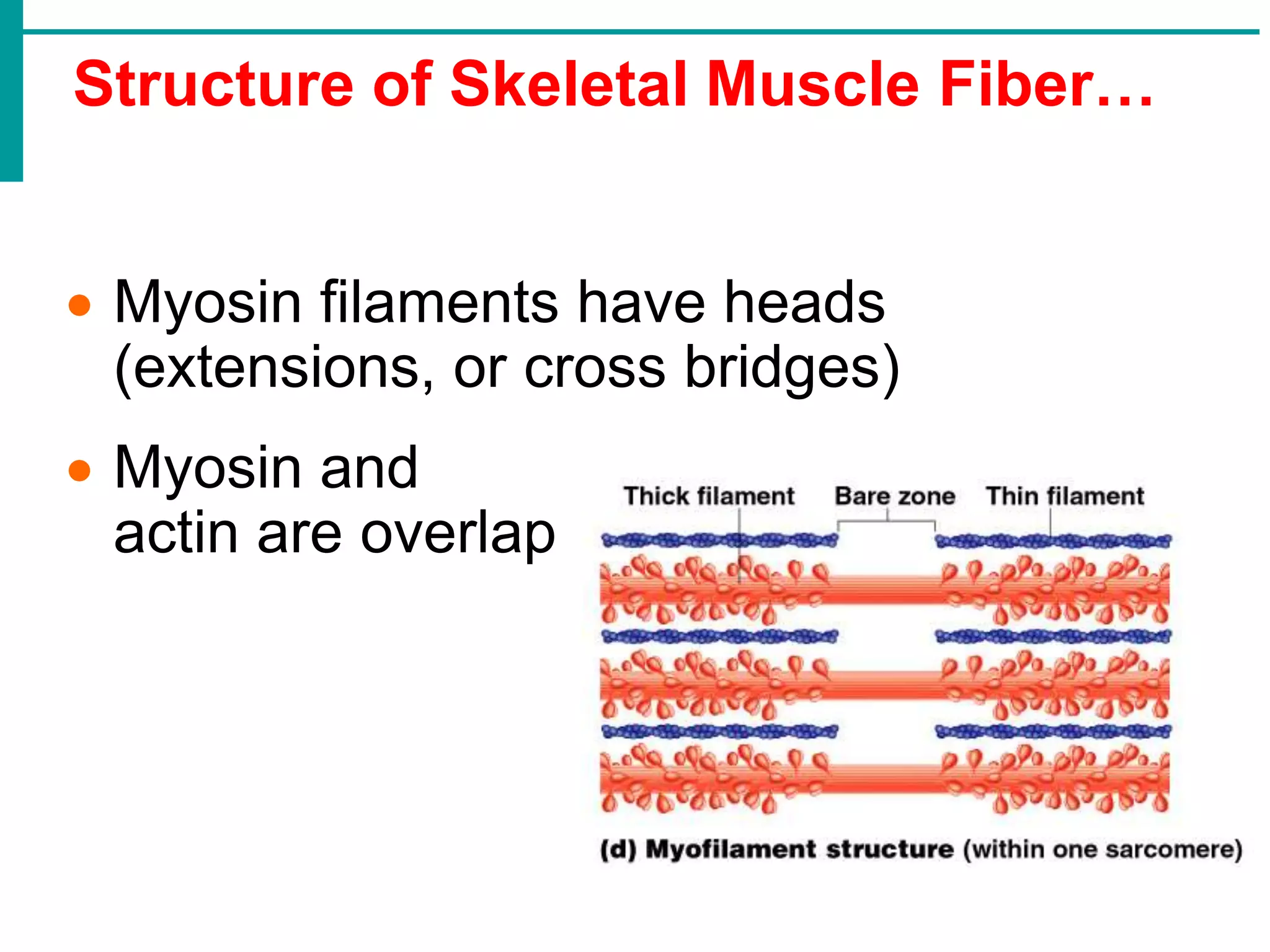 ANATOMY & PHYSIOLOGY OF MUSCULAR SYSTEM.ppt