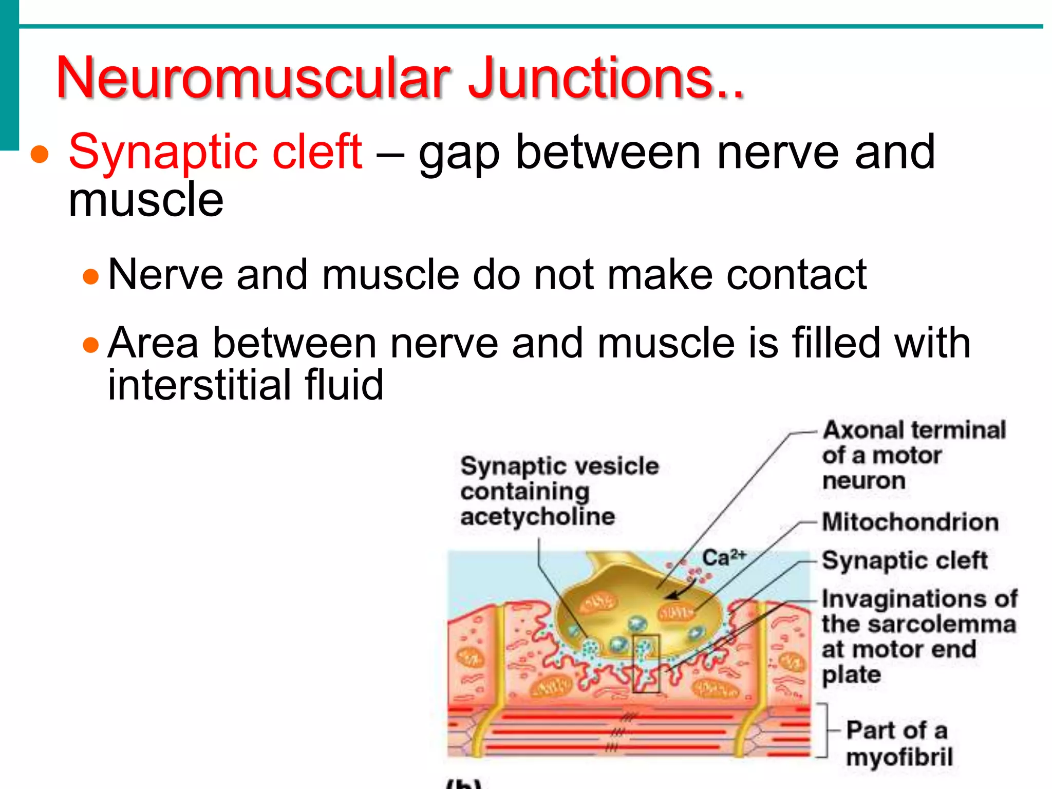 ANATOMY & PHYSIOLOGY OF MUSCULAR SYSTEM.ppt