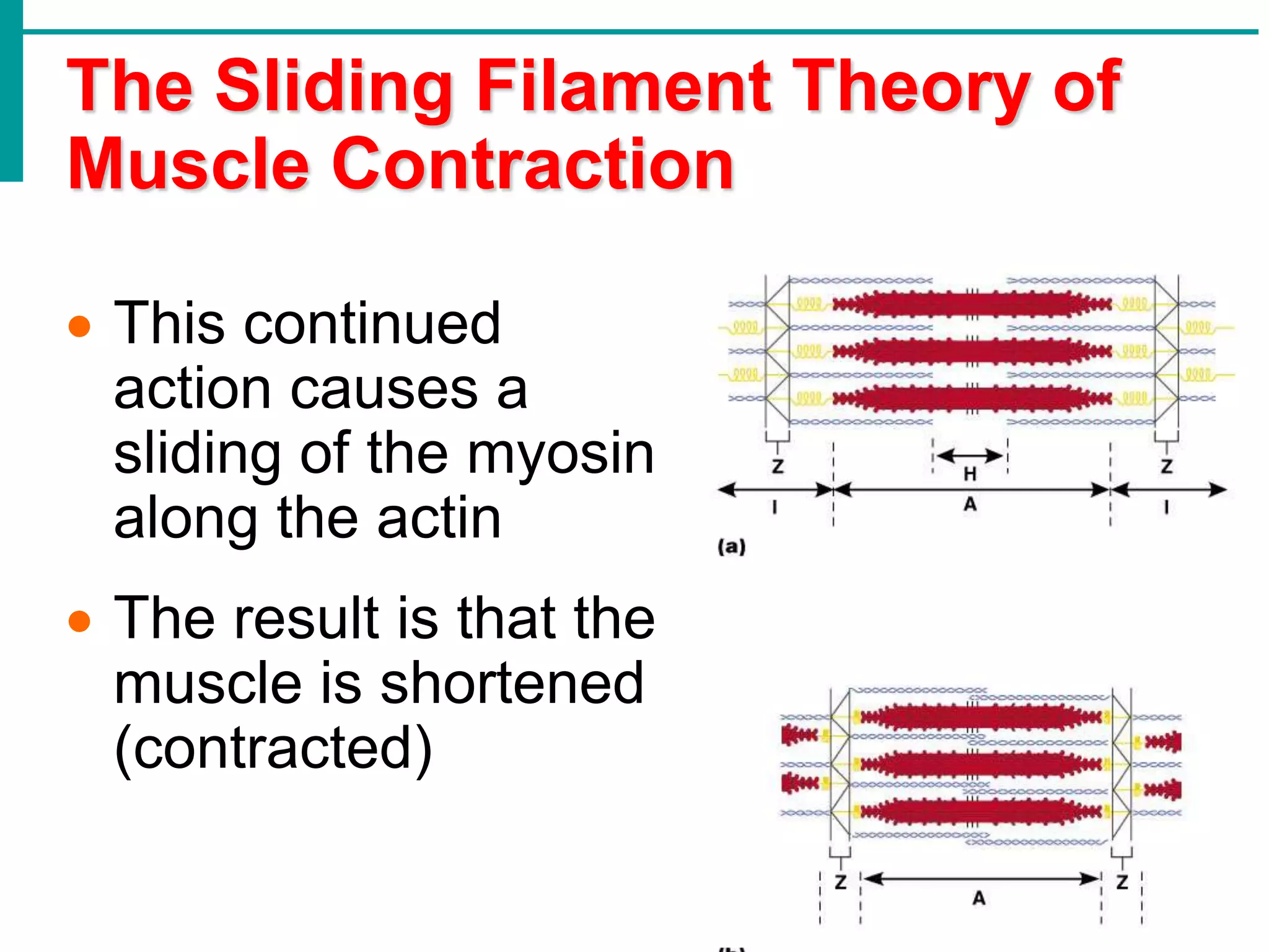 ANATOMY & PHYSIOLOGY OF MUSCULAR SYSTEM.ppt
