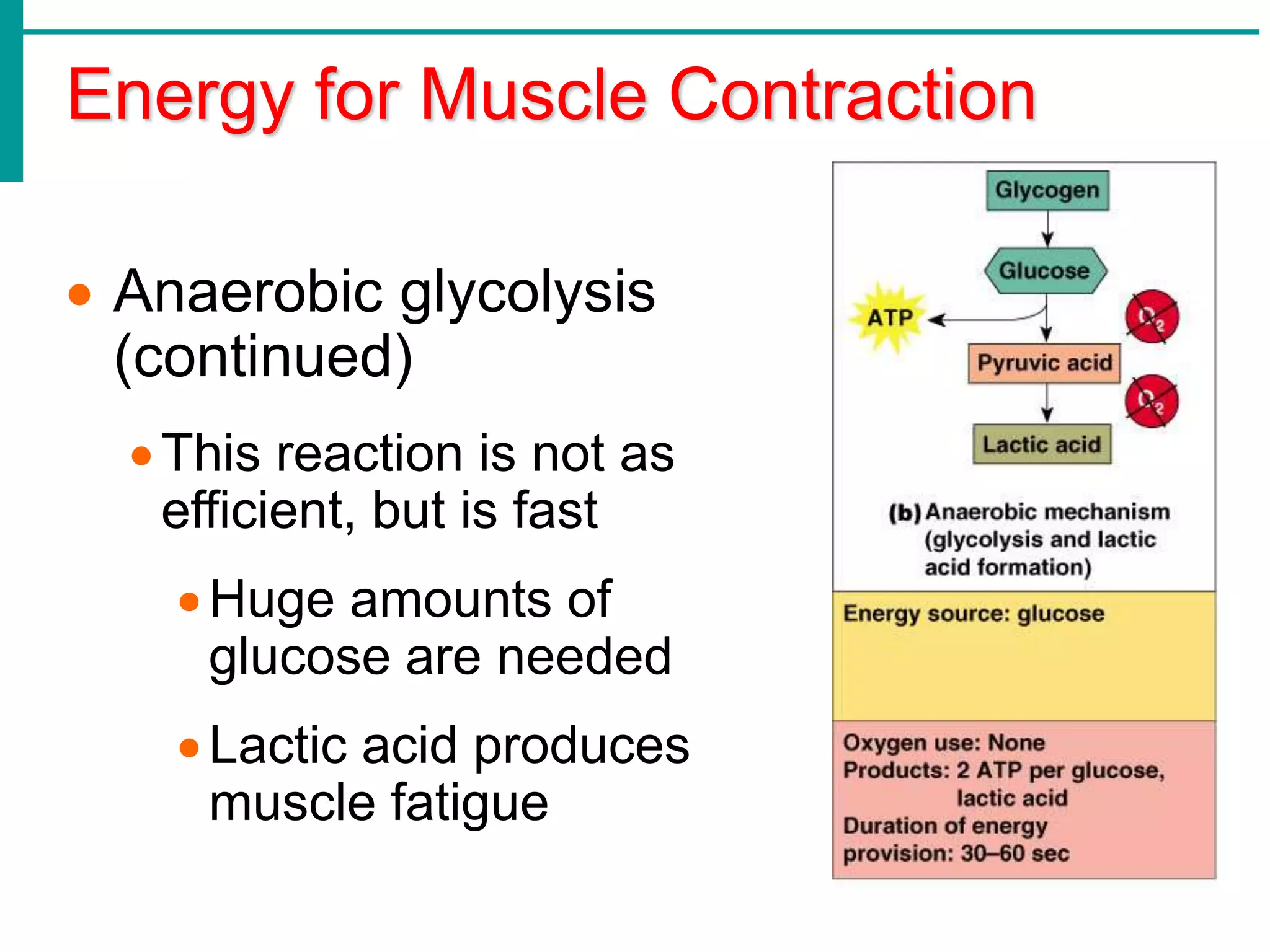 ANATOMY & PHYSIOLOGY OF MUSCULAR SYSTEM.ppt