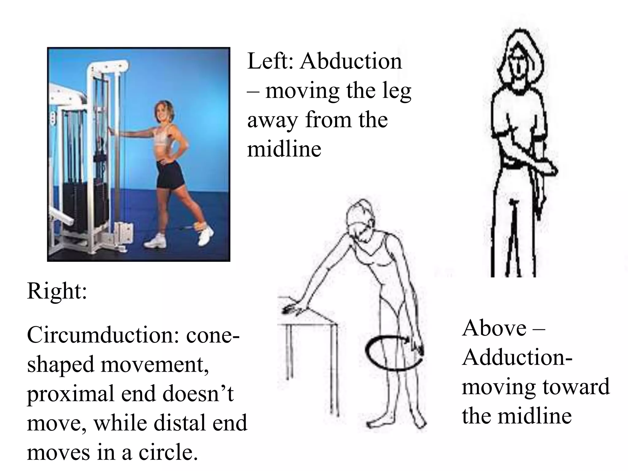 ANATOMY & PHYSIOLOGY OF MUSCULAR SYSTEM.ppt