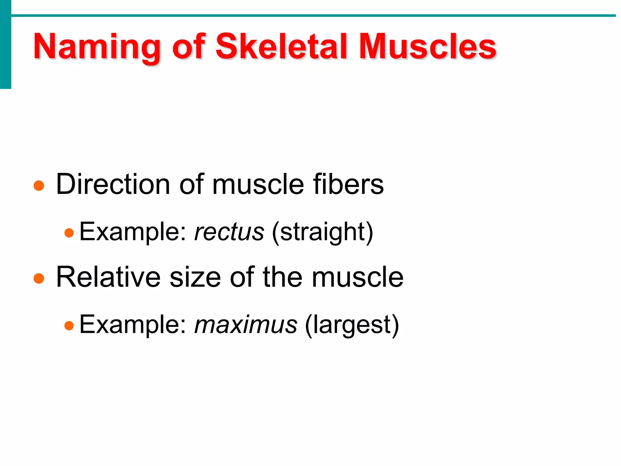 ANATOMY & PHYSIOLOGY OF MUSCULAR SYSTEM.ppt