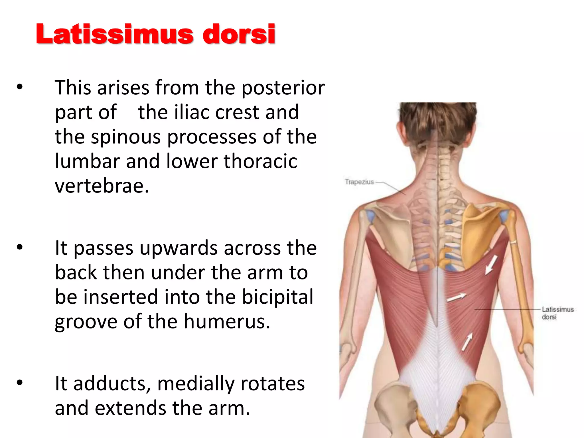 ANATOMY & PHYSIOLOGY OF MUSCULAR SYSTEM.ppt