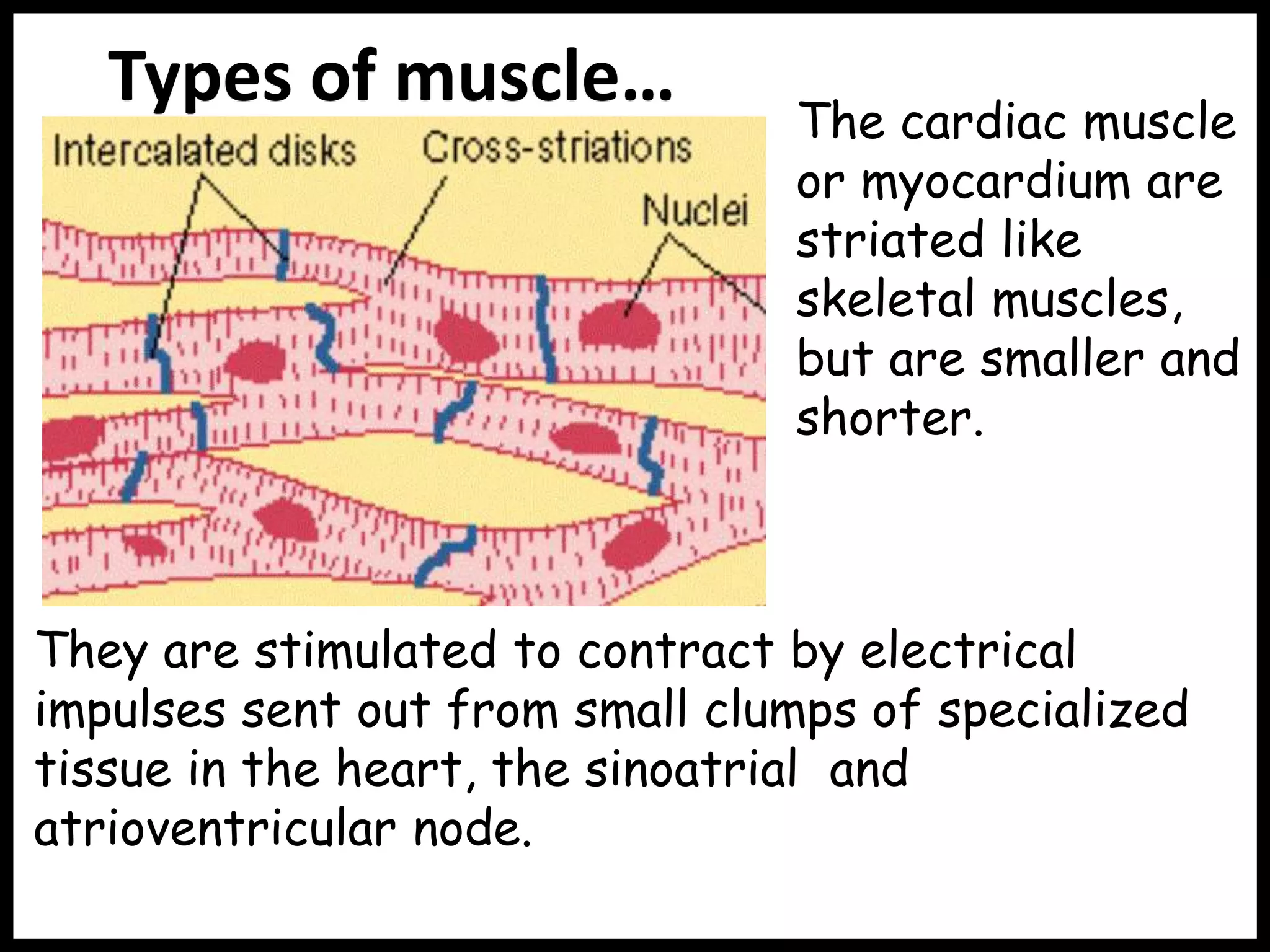 ANATOMY & PHYSIOLOGY OF MUSCULAR SYSTEM.ppt