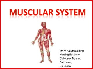 ANATOMY & PHYSIOLOGY OF MUSCULAR SYSTEM.ppt
