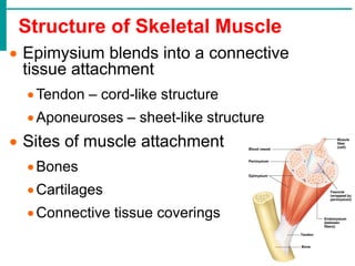 ANATOMY & PHYSIOLOGY OF MUSCULAR SYSTEM.ppt