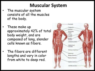 ANATOMY & PHYSIOLOGY OF MUSCULAR SYSTEM.ppt