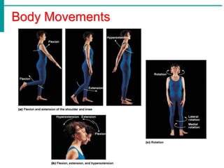 ANATOMY & PHYSIOLOGY OF MUSCULAR SYSTEM.ppt