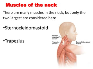 ANATOMY & PHYSIOLOGY OF MUSCULAR SYSTEM.ppt