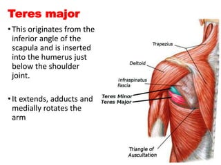 ANATOMY & PHYSIOLOGY OF MUSCULAR SYSTEM.ppt
