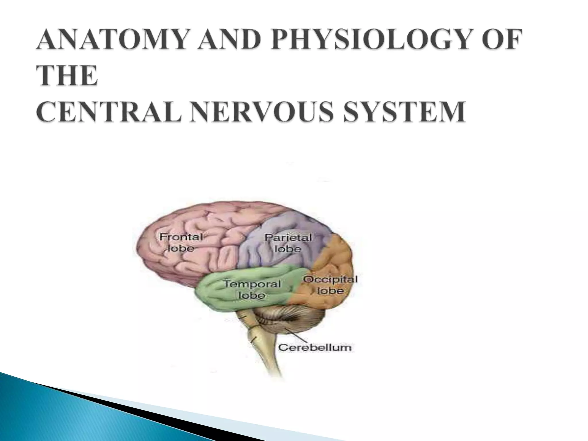 Anatomy&physiology of nervous system | PPTX