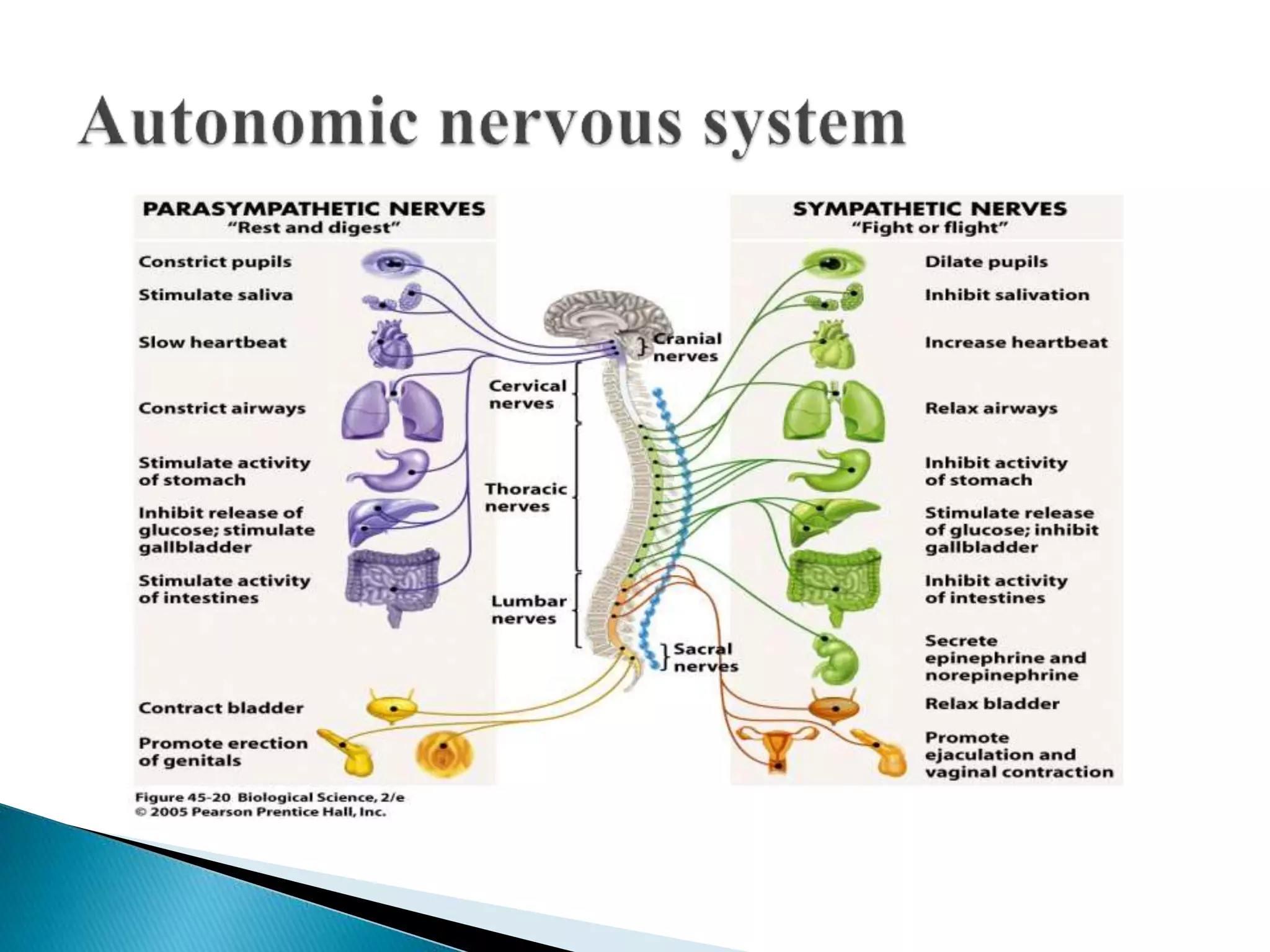 Anatomy&physiology of nervous system | PPTX