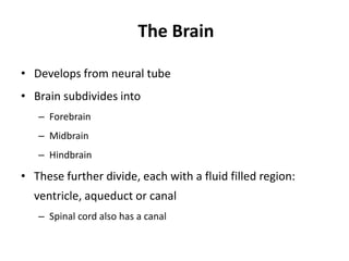 Anatomy & Physiology of Nervous System.pptx