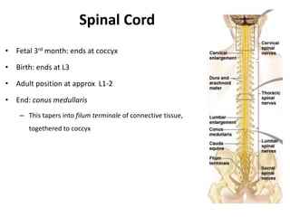Anatomy & Physiology of Nervous System.pptx