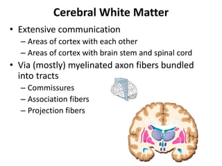 Anatomy & Physiology of Nervous System.pptx