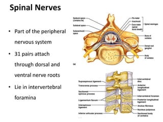 Anatomy & Physiology of Nervous System.pptx