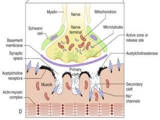 Anatomy & physiology of neuromuscular junction & monitoring | PPT
