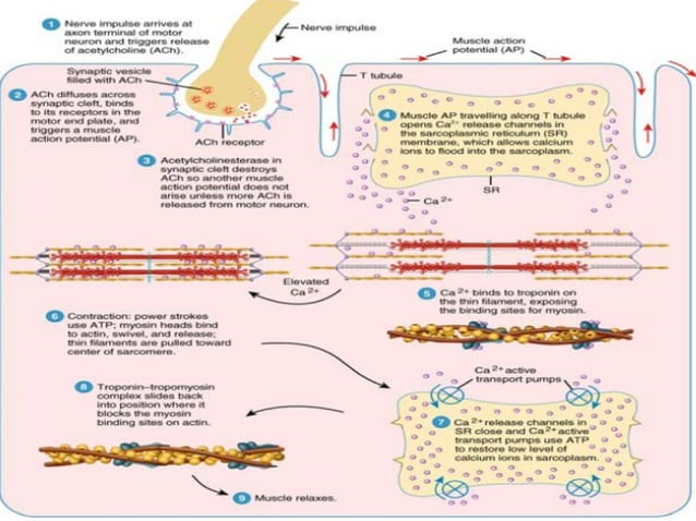 Anatomy & physiology of neuromuscular junction & monitoring | PPT ...
