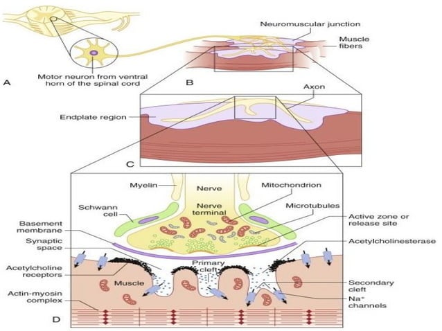 Anatomy & physiology of neuromuscular junction & monitoring | PPT ...