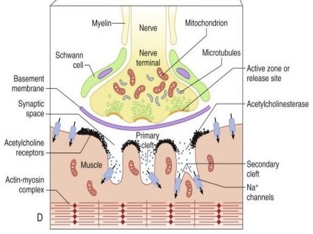 anatomyphysiologyofneuromuscularjunctionmonitoring-110201023707 ...