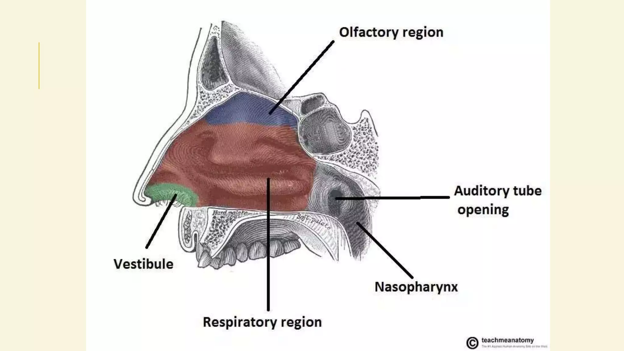 ANATOMY & PHYSIOLOGY OF NOSE.pptx