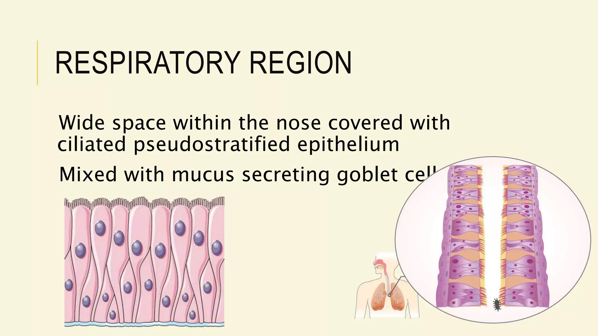 ANATOMY & PHYSIOLOGY OF NOSE.pptx