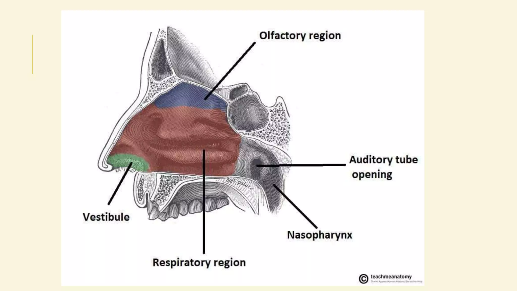 ANATOMY & PHYSIOLOGY OF NOSE.pptx