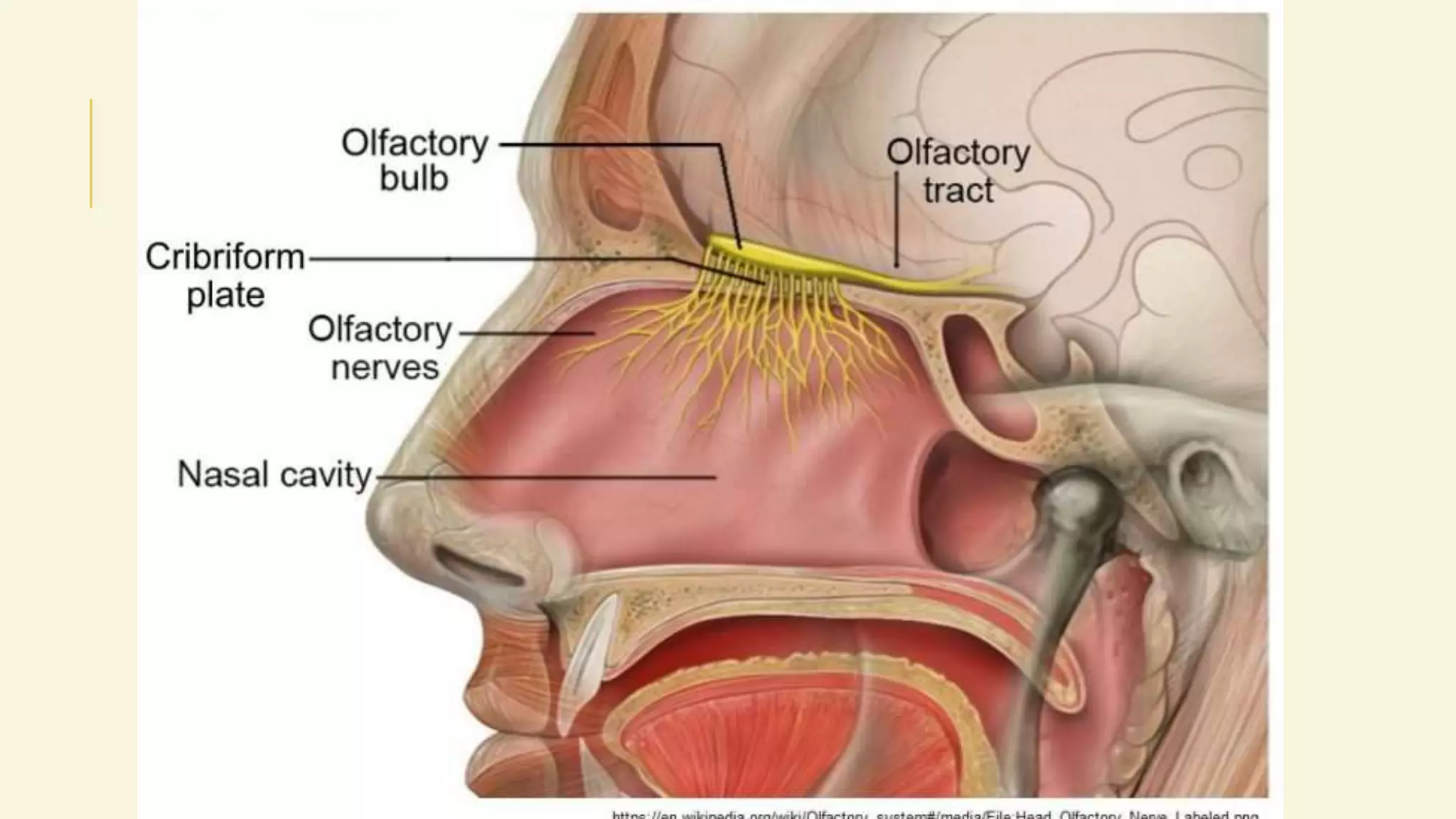 ANATOMY & PHYSIOLOGY OF NOSE.pptx
