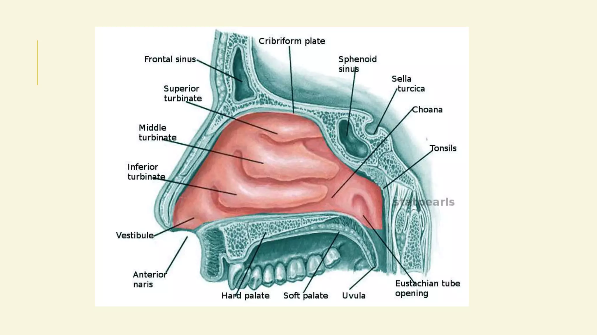 ANATOMY & PHYSIOLOGY OF NOSE.pptx