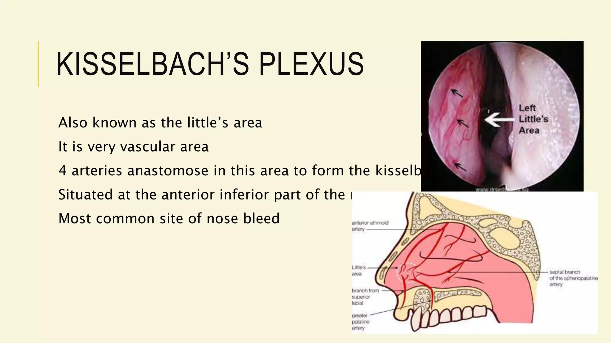 ANATOMY & PHYSIOLOGY OF NOSE.pptx