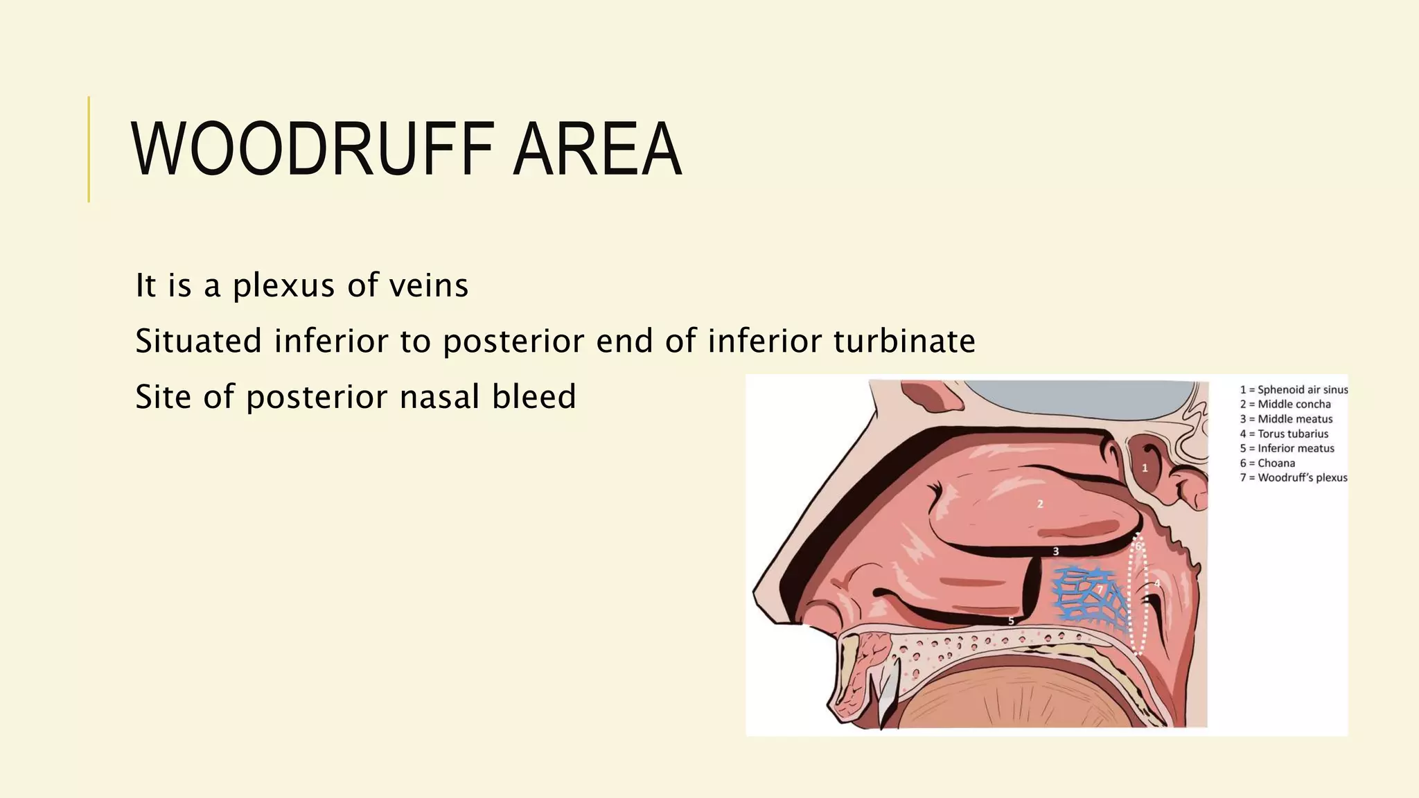 ANATOMY & PHYSIOLOGY OF NOSE.pptx