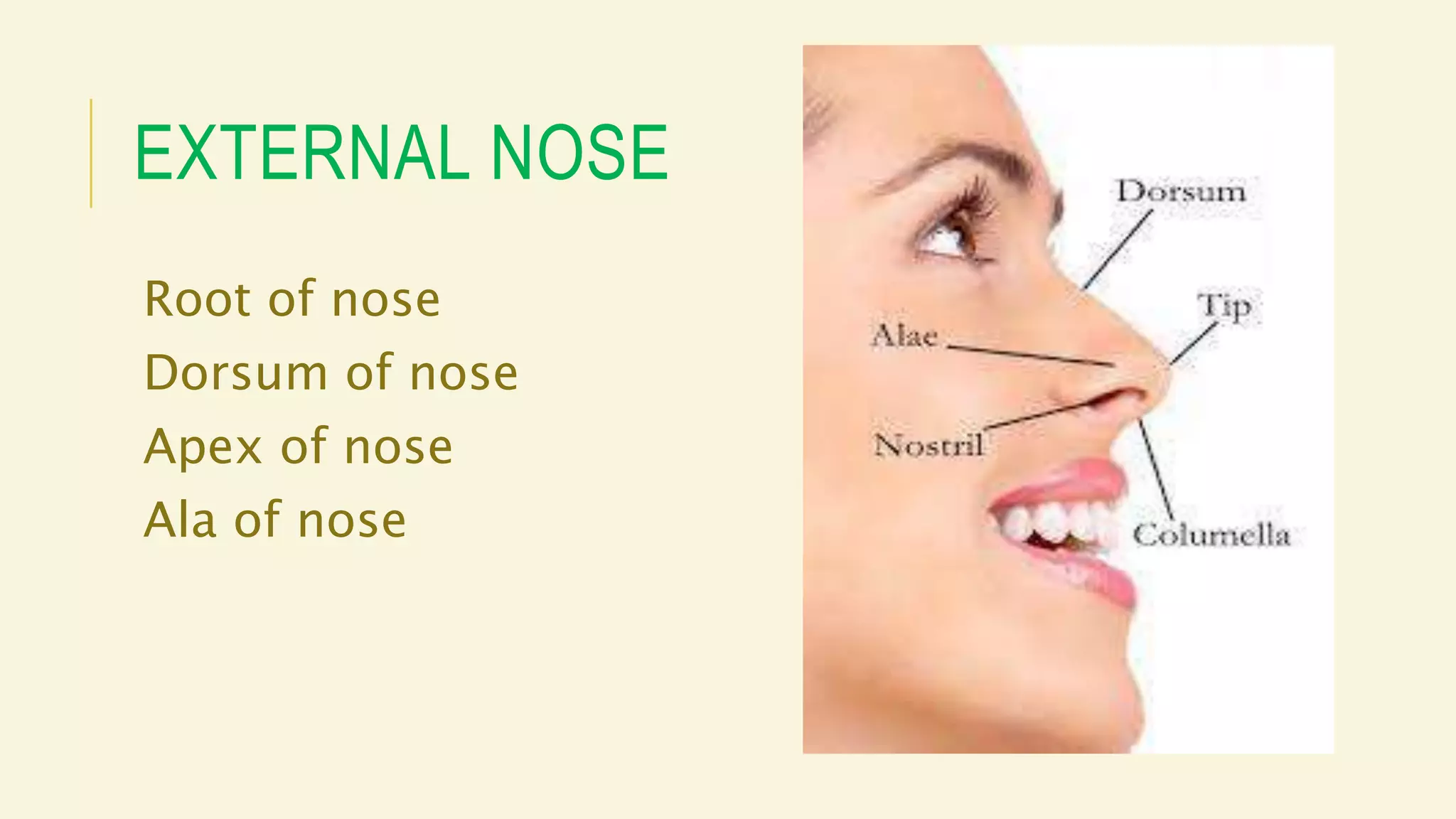ANATOMY & PHYSIOLOGY OF NOSE.pptx