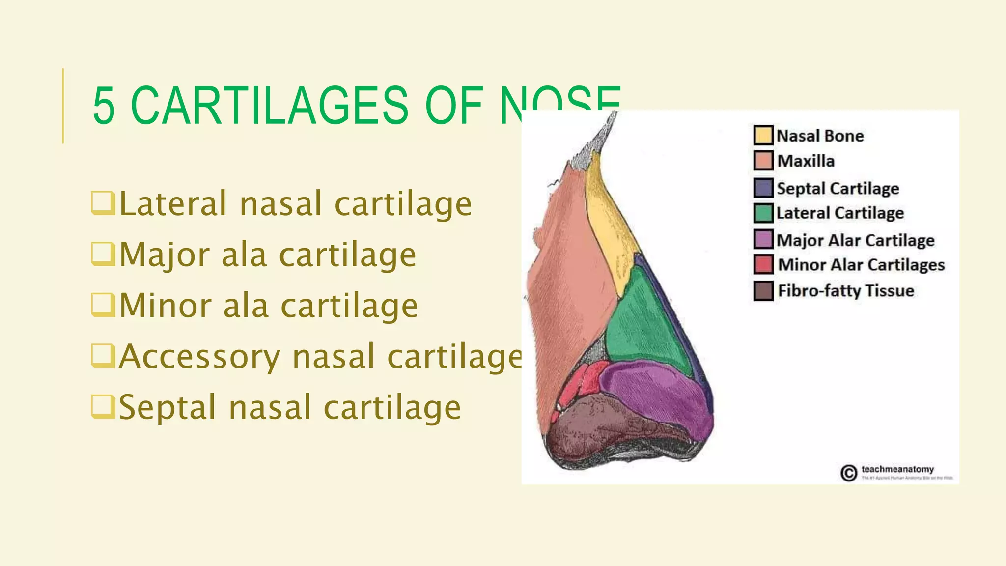 ANATOMY & PHYSIOLOGY OF NOSE.pptx