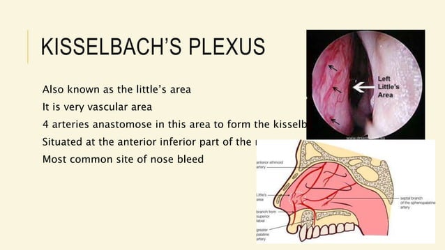 ANATOMY & PHYSIOLOGY OF NOSE.pptx