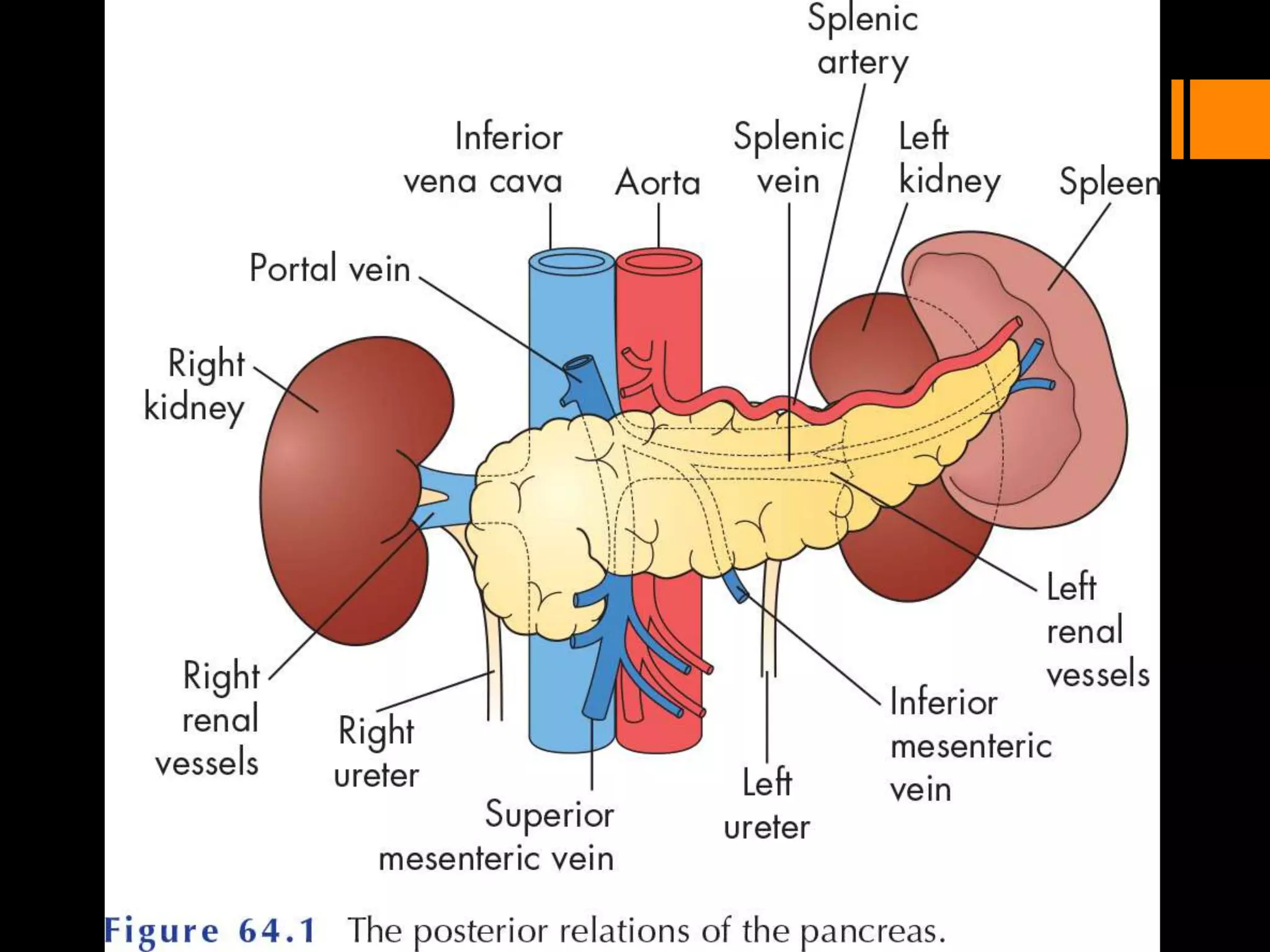 Anatomy & physiology of pancreas | PPTX