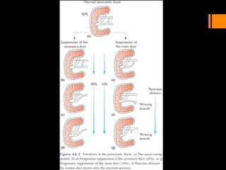 Anatomy & physiology of pancreas | PPTX