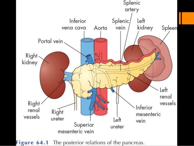 Anatomy & physiology of pancreas