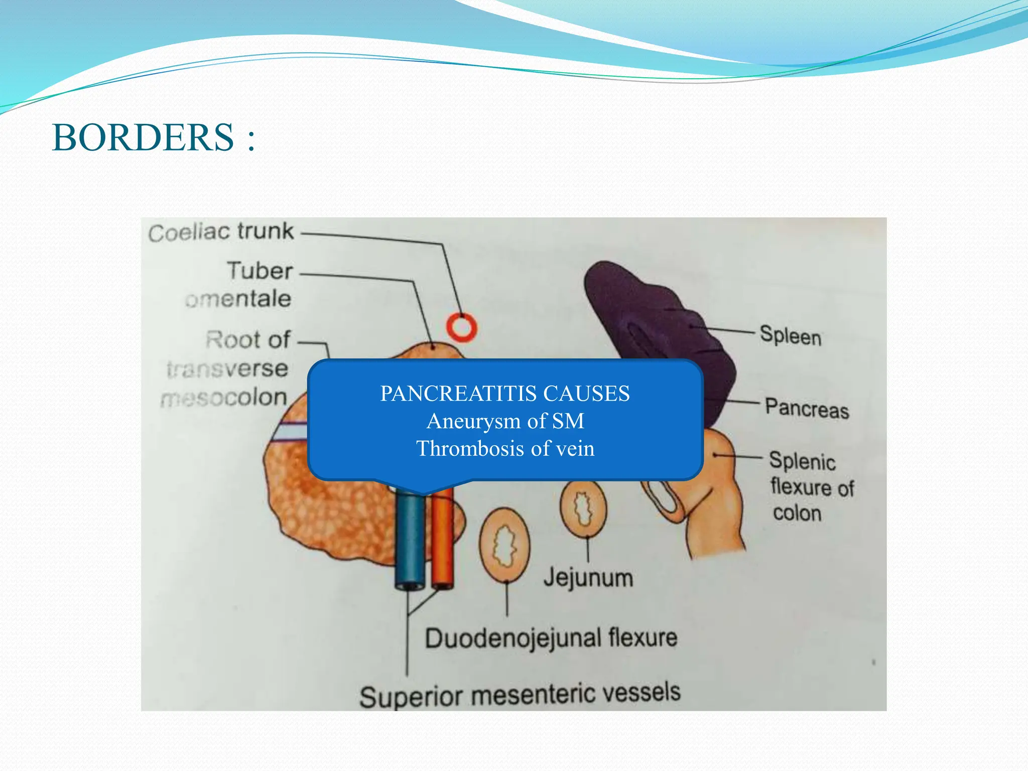 ANATOMY& PHYSIOLOGY OF PANCREAS.pptx by Dr Meena | PPTX | Endocrine and ...