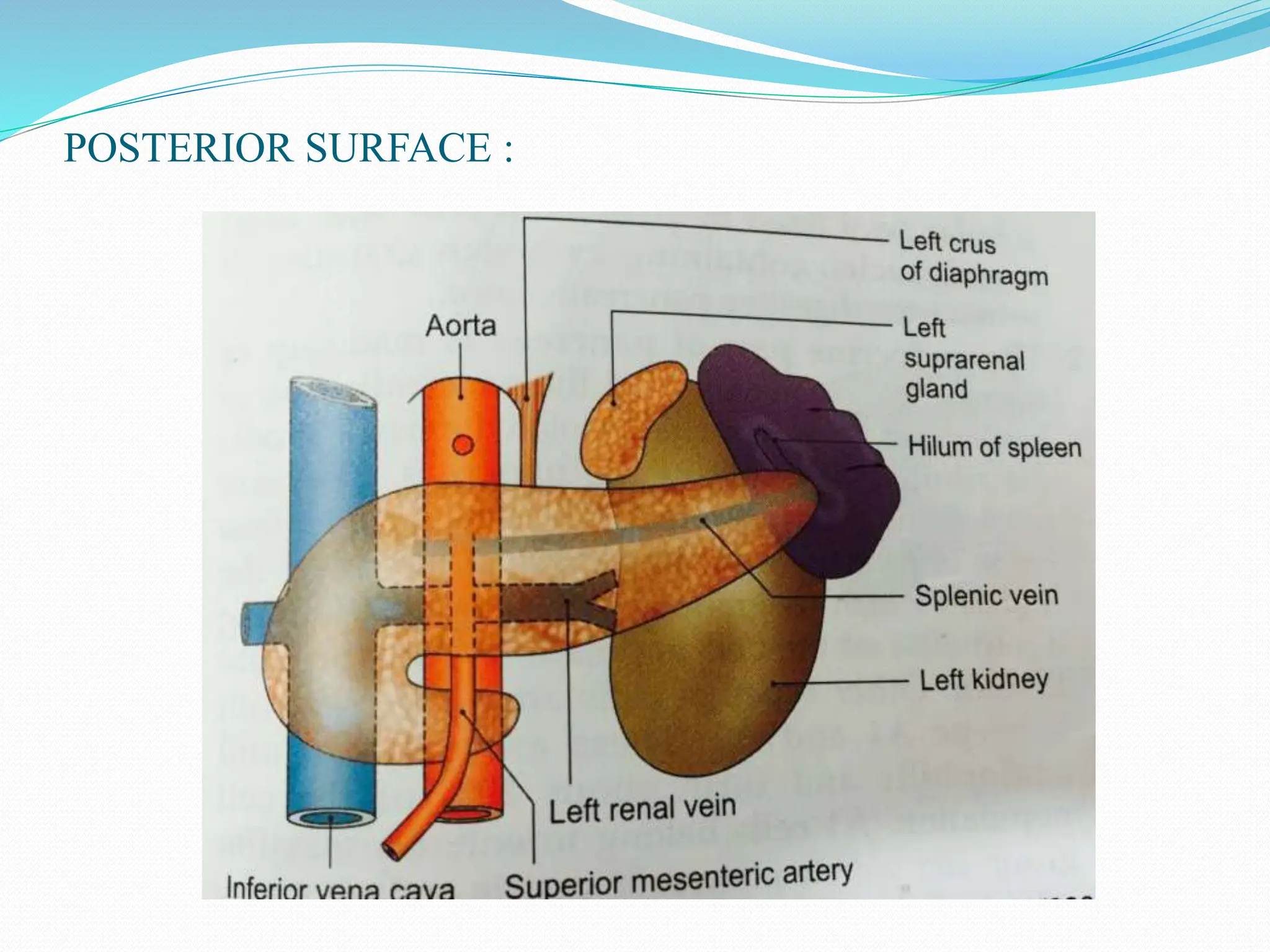 ANATOMY& PHYSIOLOGY OF PANCREAS.pptx by Dr Meena | PPTX | Endocrine and ...