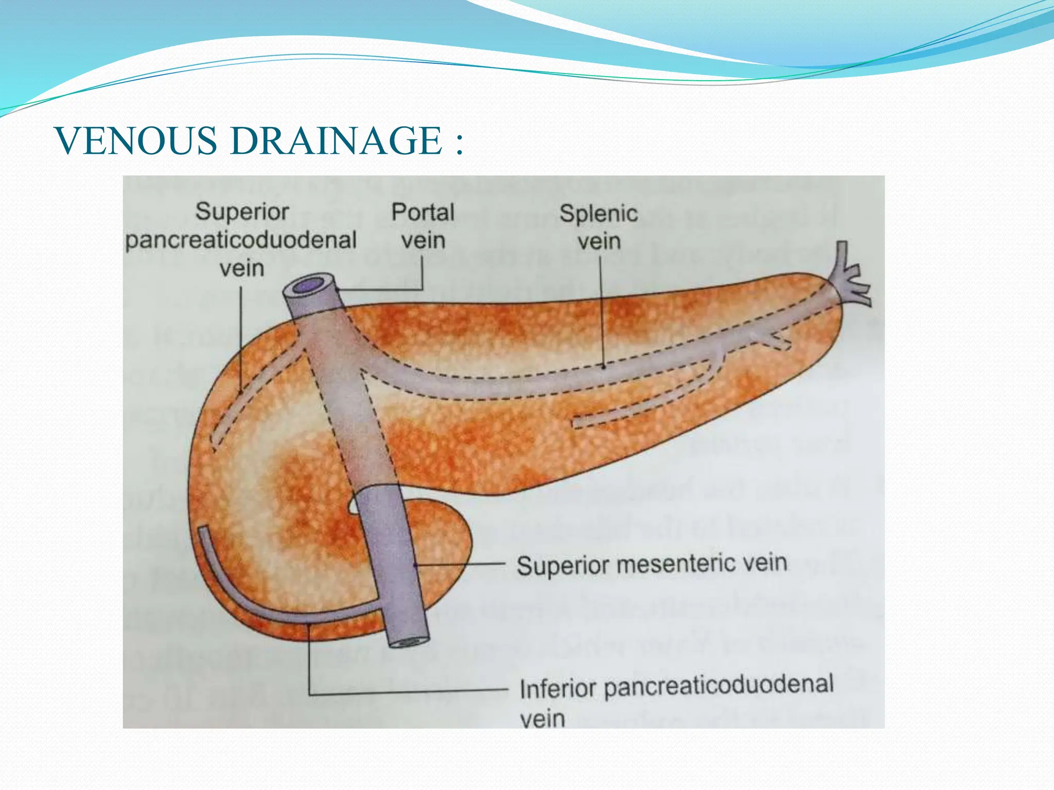 ANATOMY& PHYSIOLOGY OF PANCREAS.pptx by Dr Meena | PPTX | Endocrine and ...